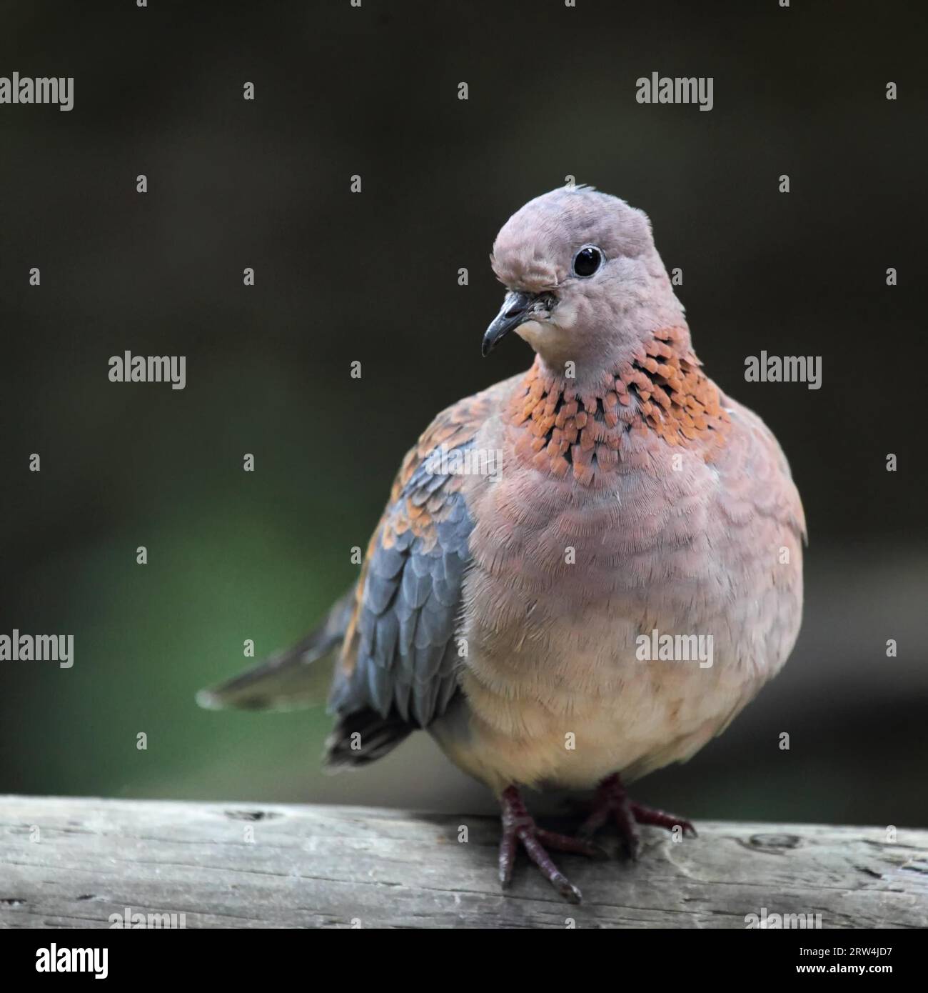Laughing dove (Streptopelia senegalensis) sitting on a fence Stock ...
