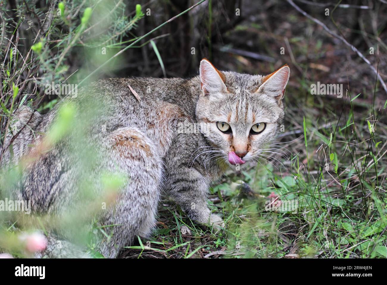 African wildcat (Felis silvestris lybica) sitting on the ground in ...