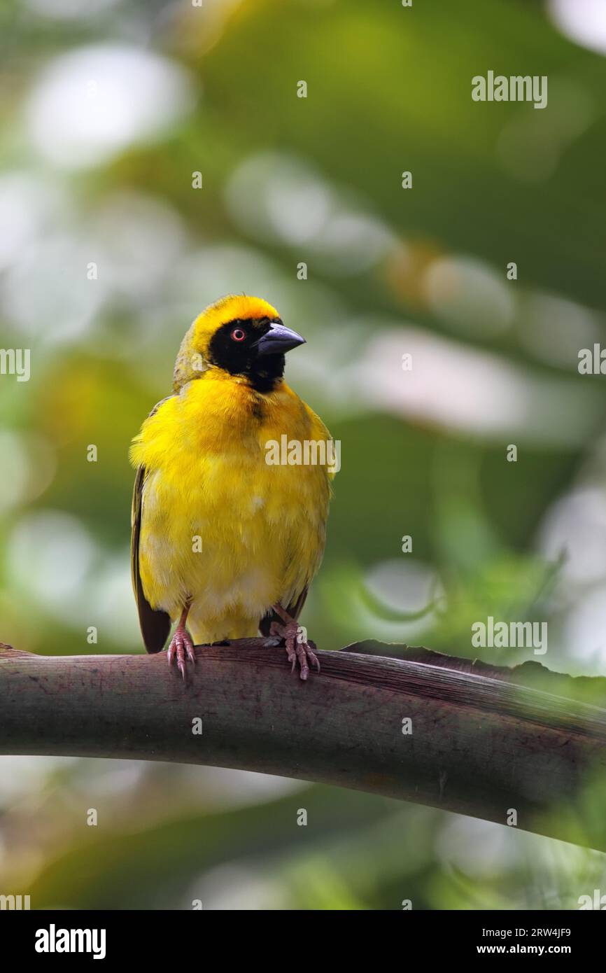 Male village weaver ploceus hi-res stock photography and images - Alamy