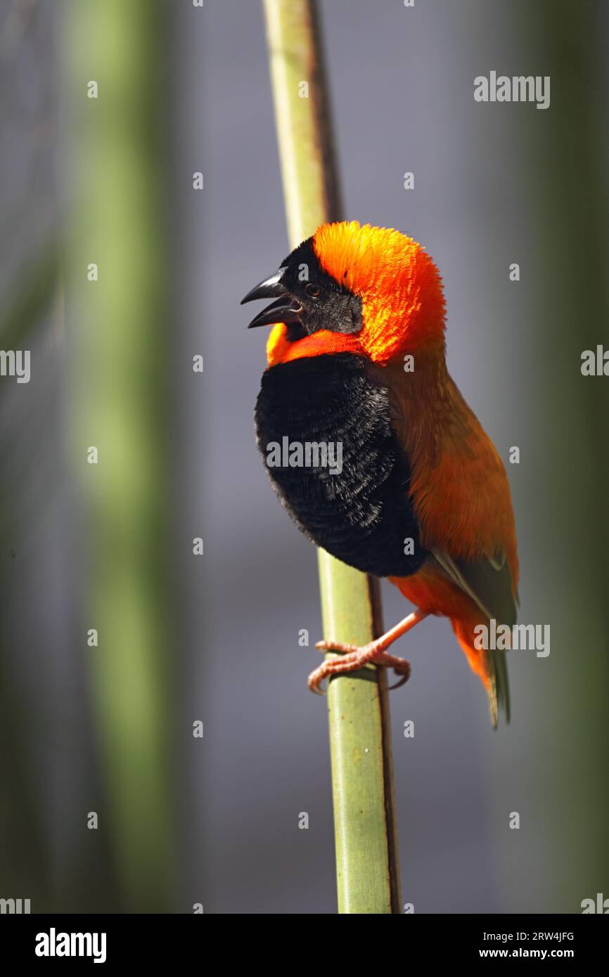 Red bishop wildlife photography hi-res stock photography and images - Alamy