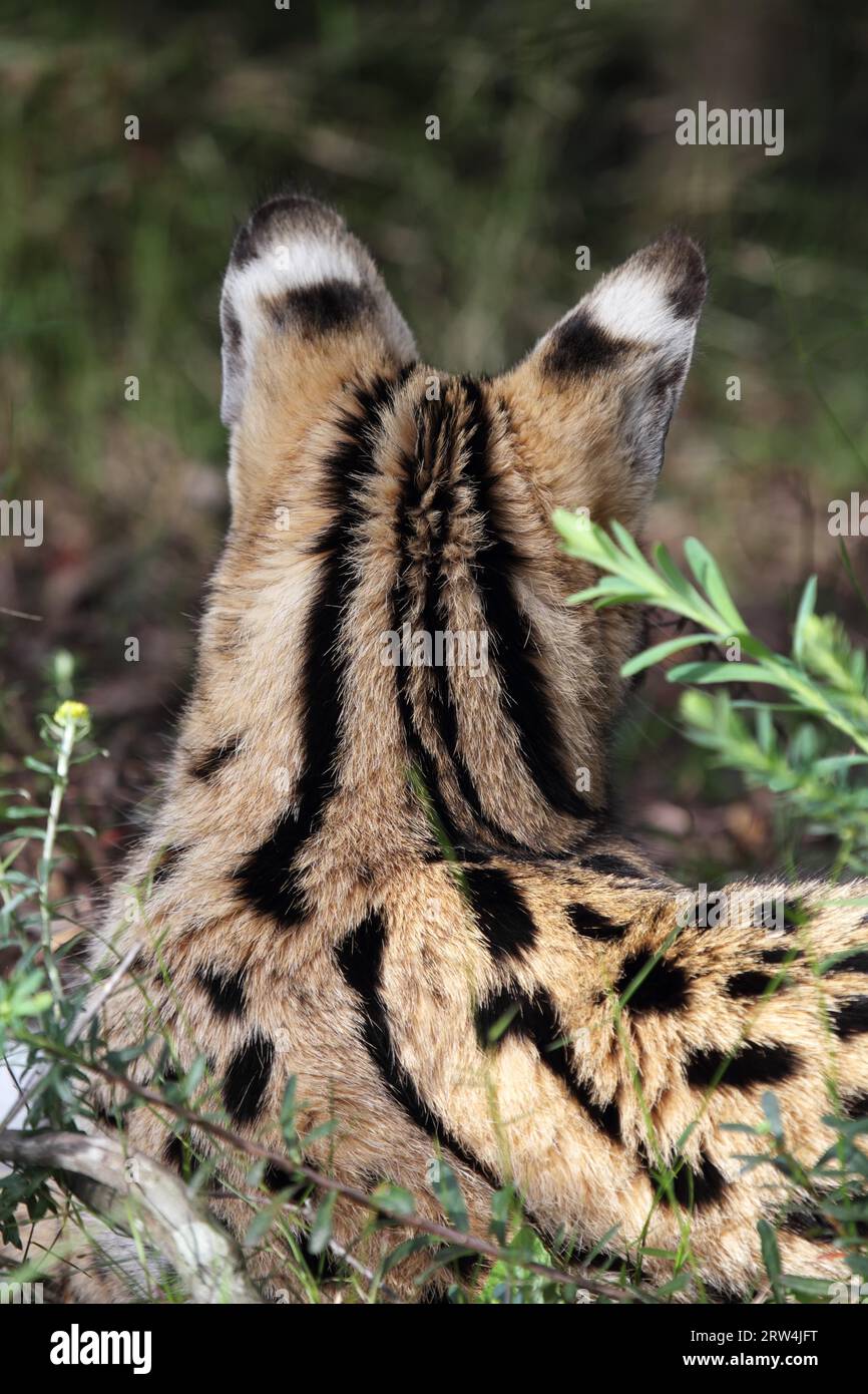 Rear view of a serval (Leptailurus serval) in South Africa Stock Photo ...