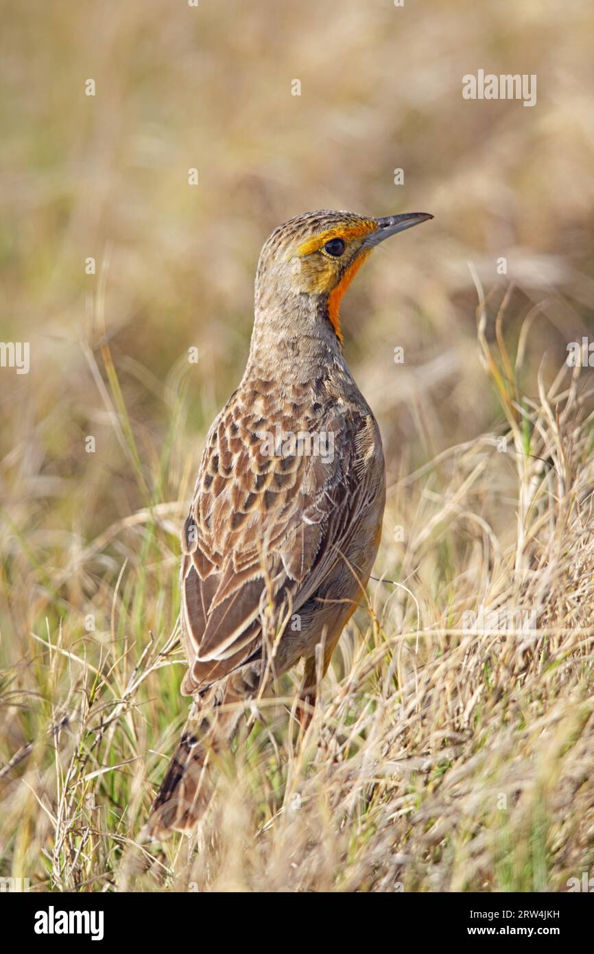 Cape longclaw (Macronyx capensis) in Amakhala Game Reserve, Eastern ...