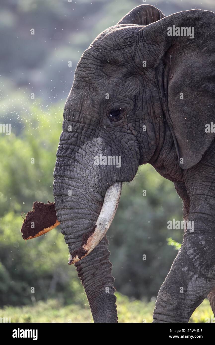 Elephant digging with tusks hi-res stock photography and images - Alamy