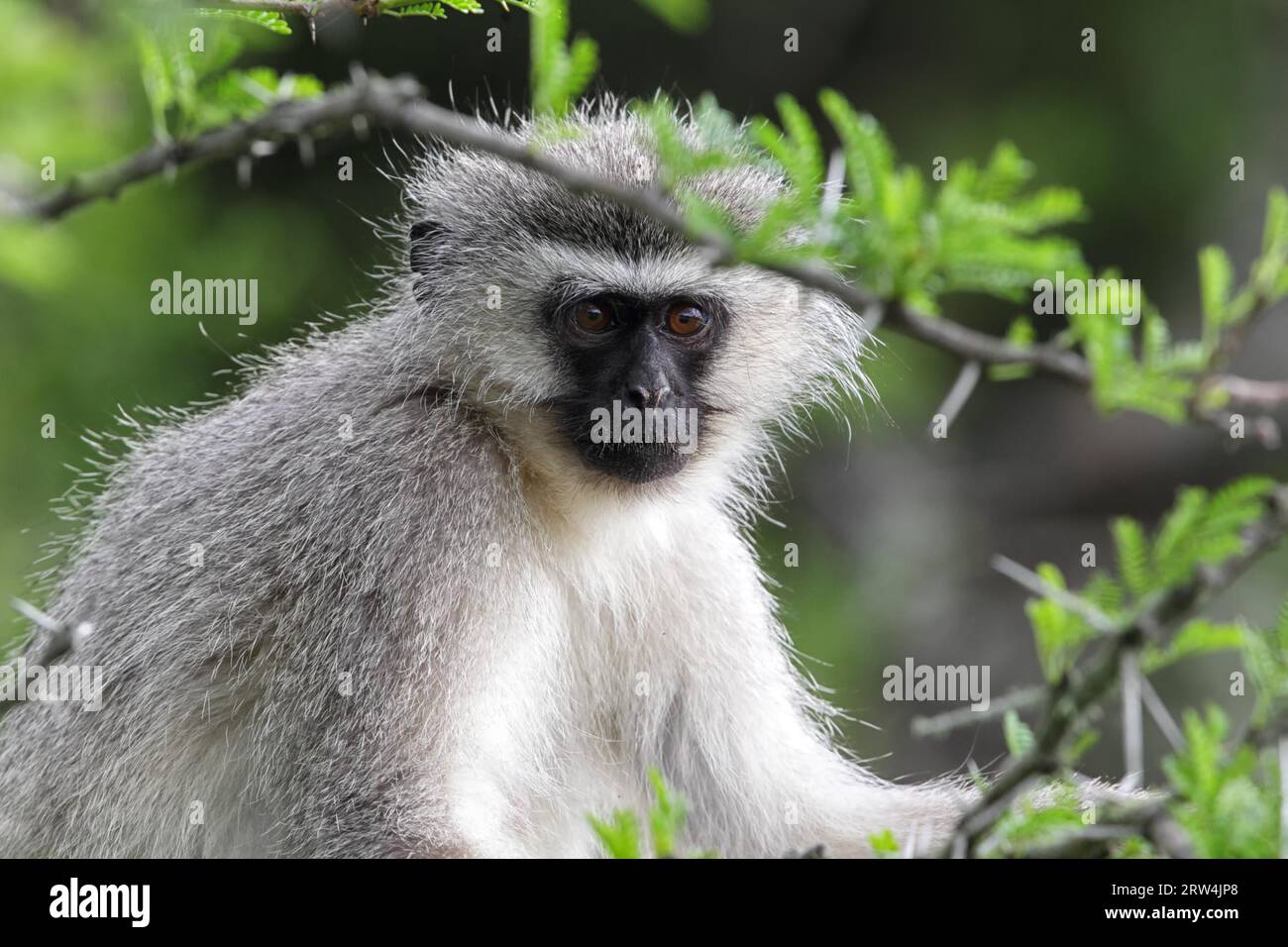 Vervet monkey (Chlorocebus pygerythrus) (Cercopithecus pygerythrus) in ...
