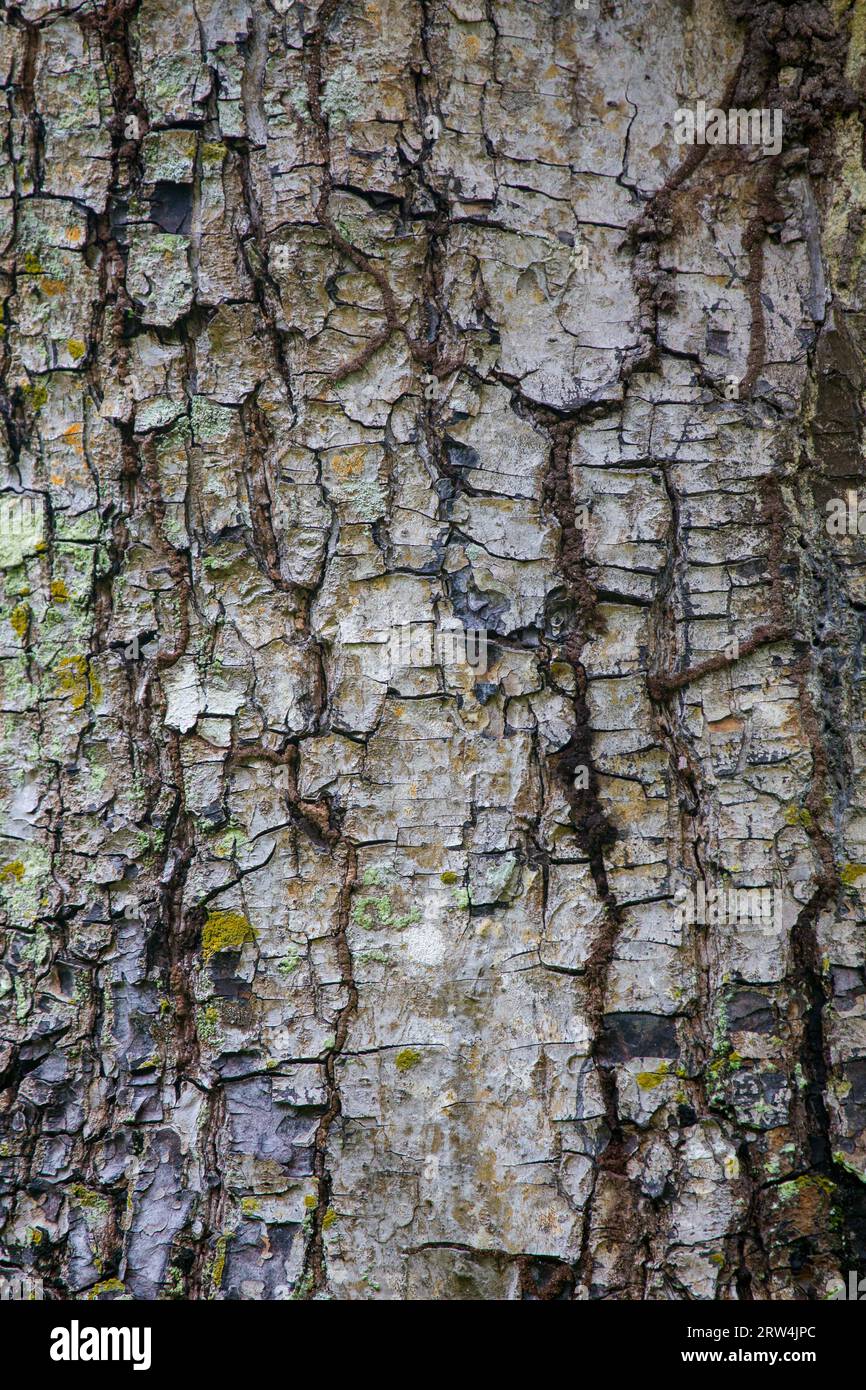 Dark bark tree hi-res stock photography and images - Alamy