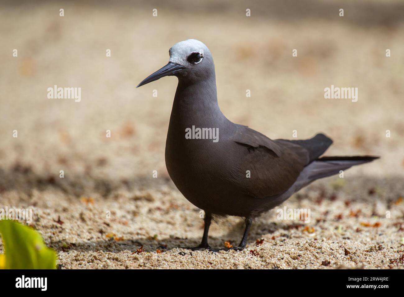 Lesser noddy (Anous tenuirostris) on Seychelles Island Cousin Stock ...