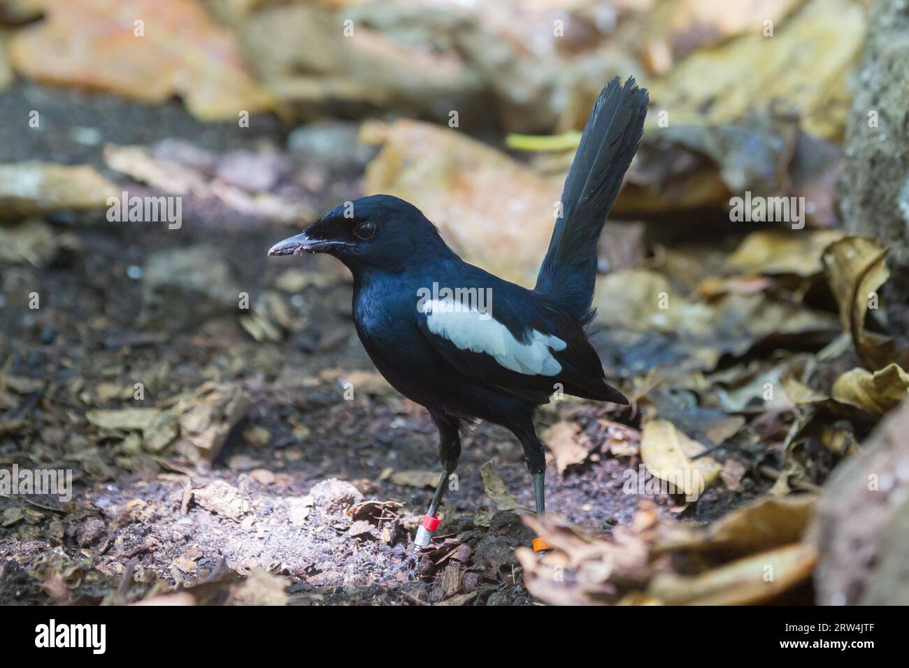 Indian magpie hi-res stock photography and images - Alamy