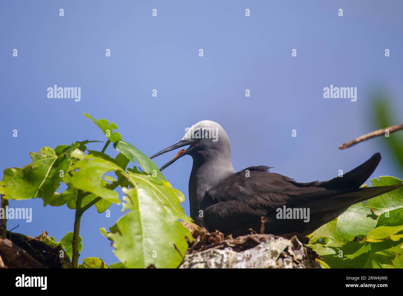 Lesser noddy (Anous tenuirostris) on Seychelles Island Cousin Stock ...