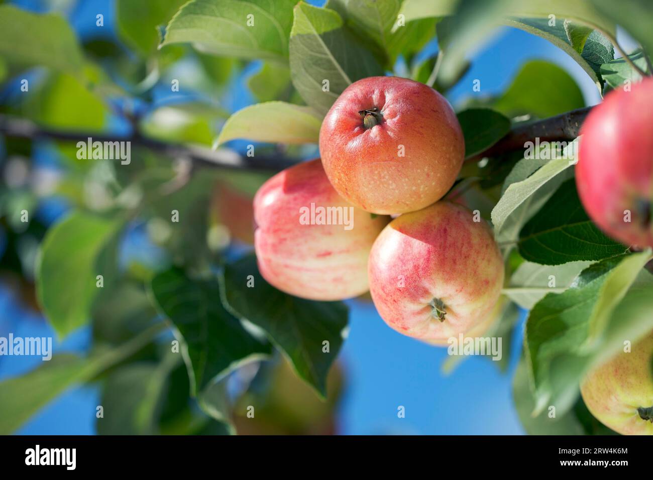Apples growing in a tree. Very short depth of field Stock Photo - Alamy