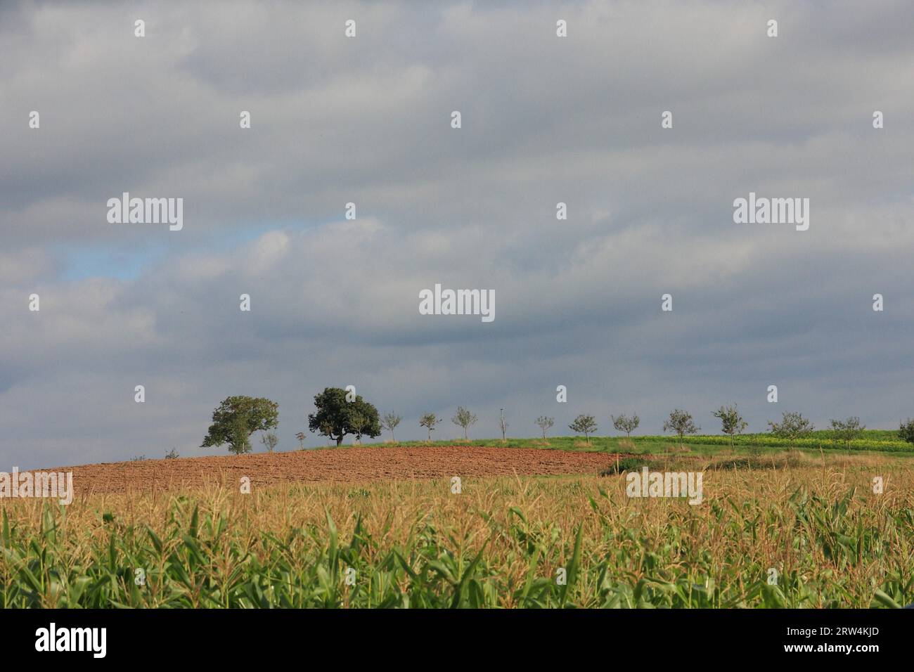 Landscape, foreground maize cultivation, background trees of different ...
