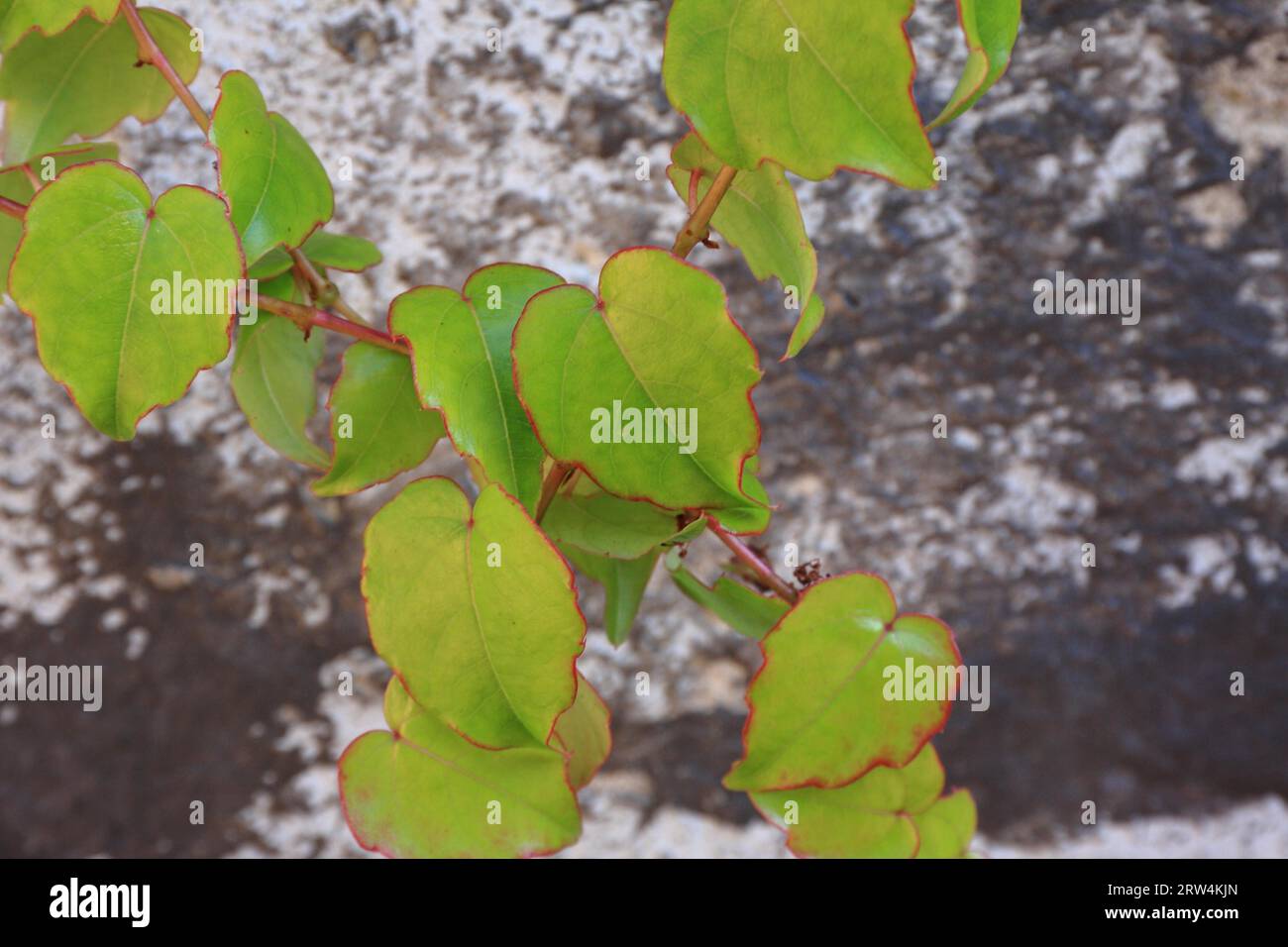 Green ivy vines hi-res stock photography and images - Alamy