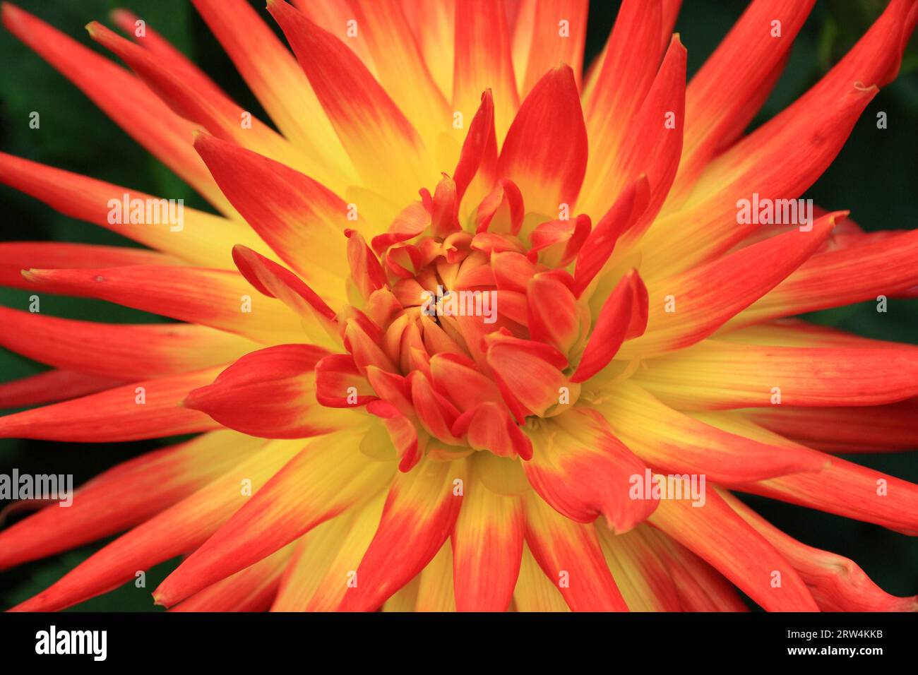 Yellow red variegated flowering dahlia, almost full size Stock Photo ...