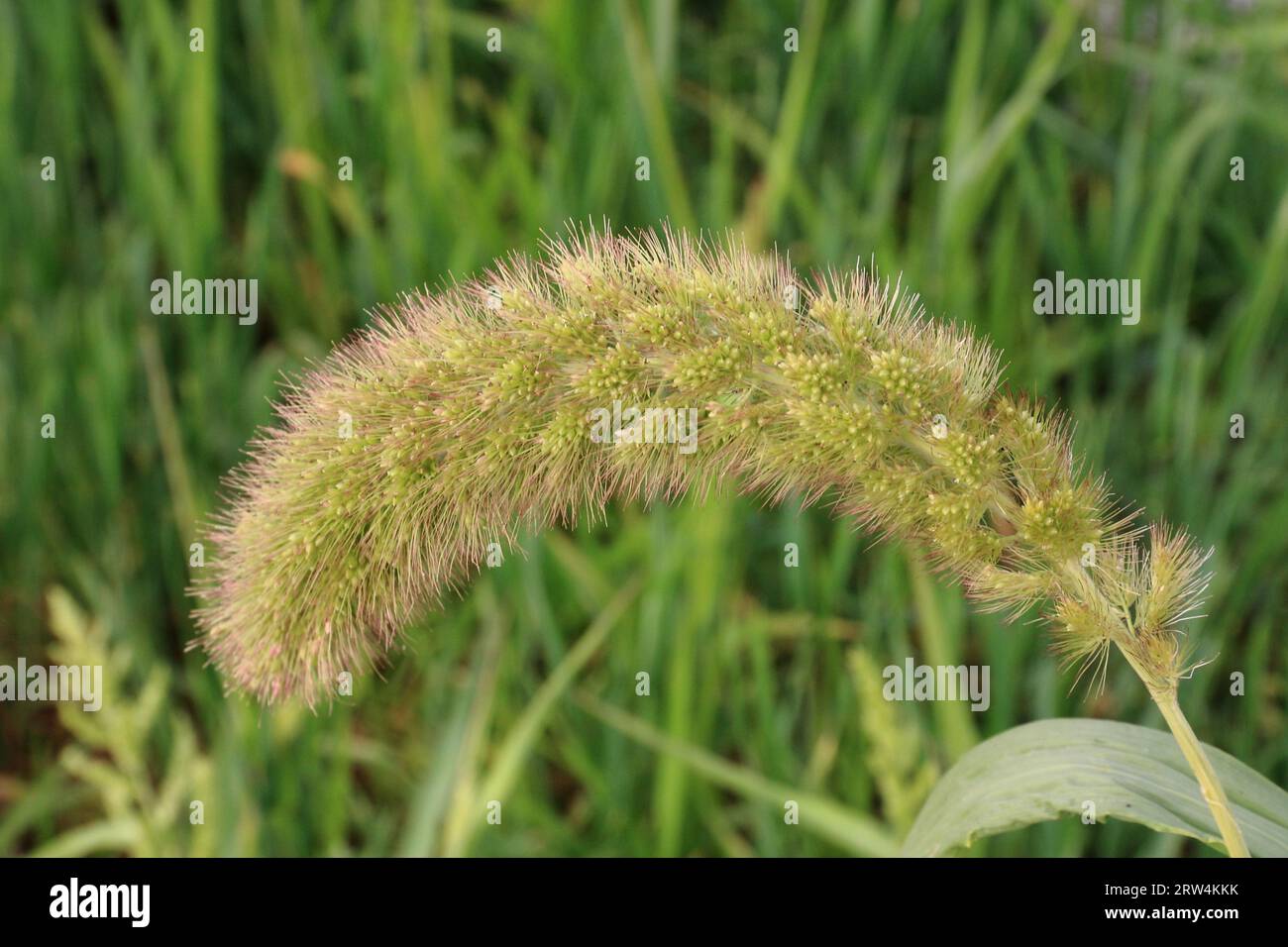 Panicle of a ripe foxtail millet, background green meadow Stock Photo ...