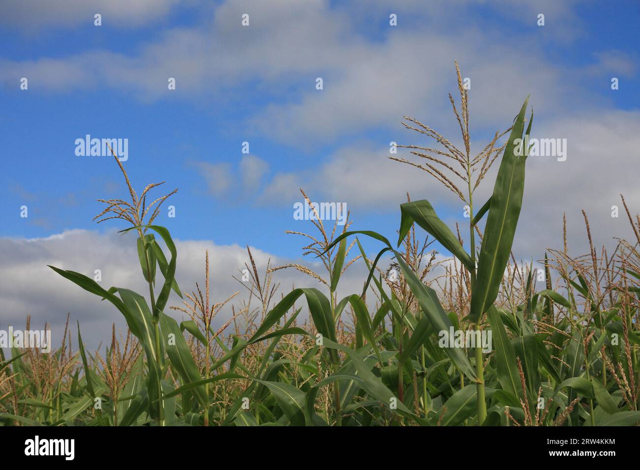 Flowering maize, background blue-white sky Stock Photo - Alamy