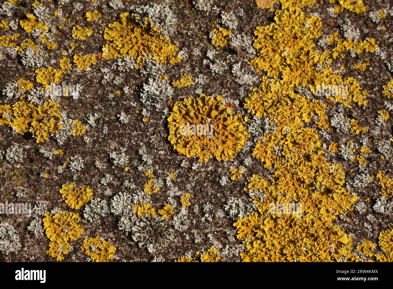 Common yellow lichen, background stone Stock Photo - Alamy