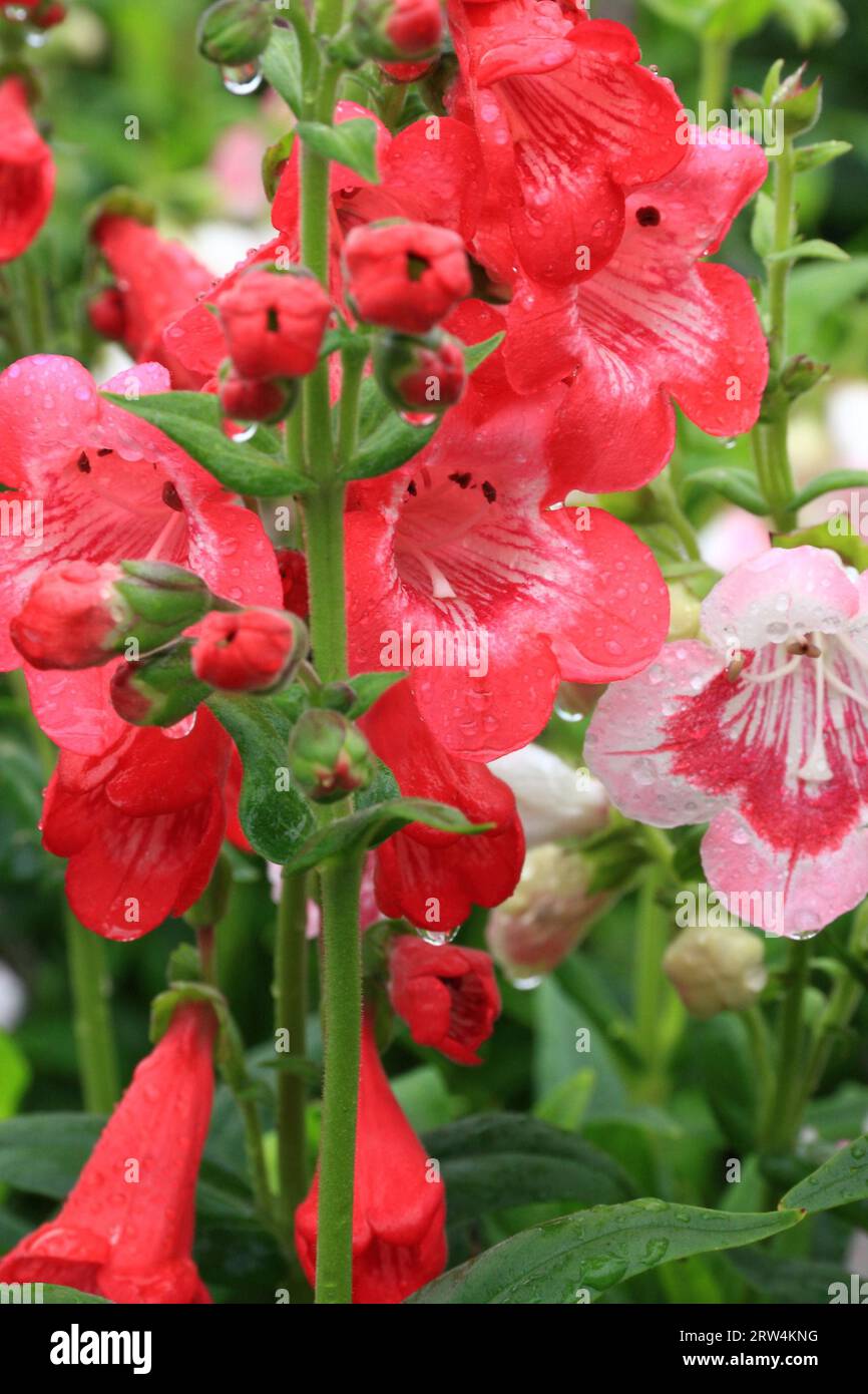 Red and pink garden beards, background garden Stock Photo - Alamy