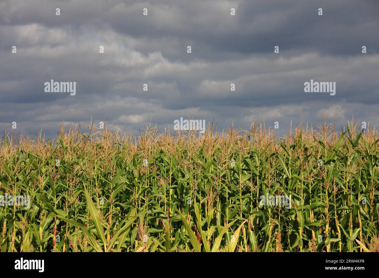 White maize plant hi-res stock photography and images - Alamy