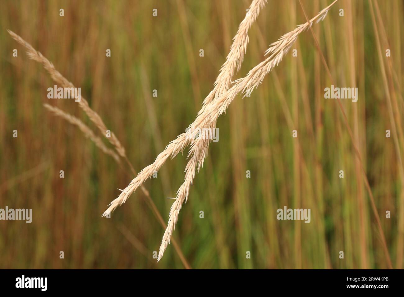 Riding grass, photographed with depth of field, filling the format ...