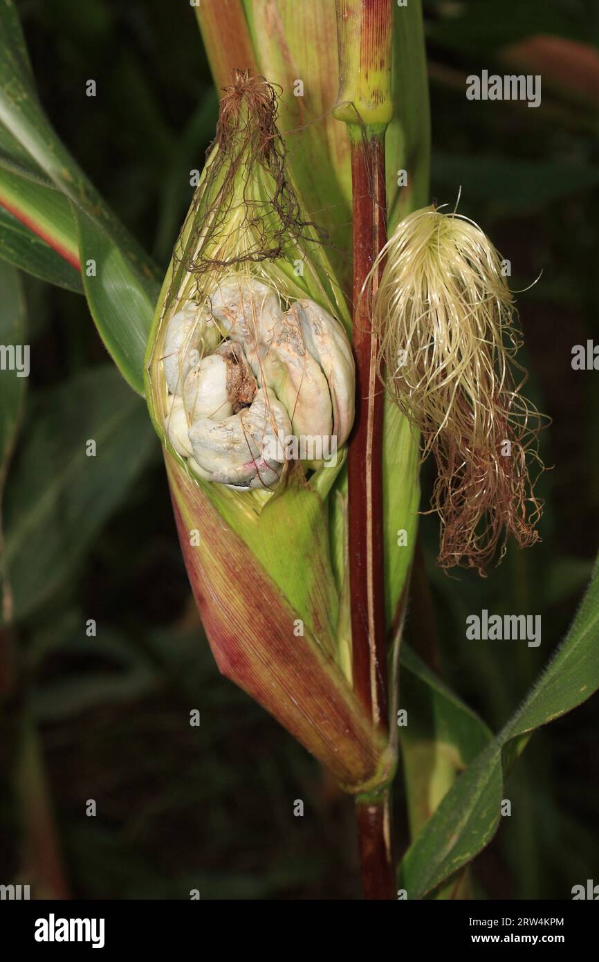 Maize disease hi-res stock photography and images - Alamy
