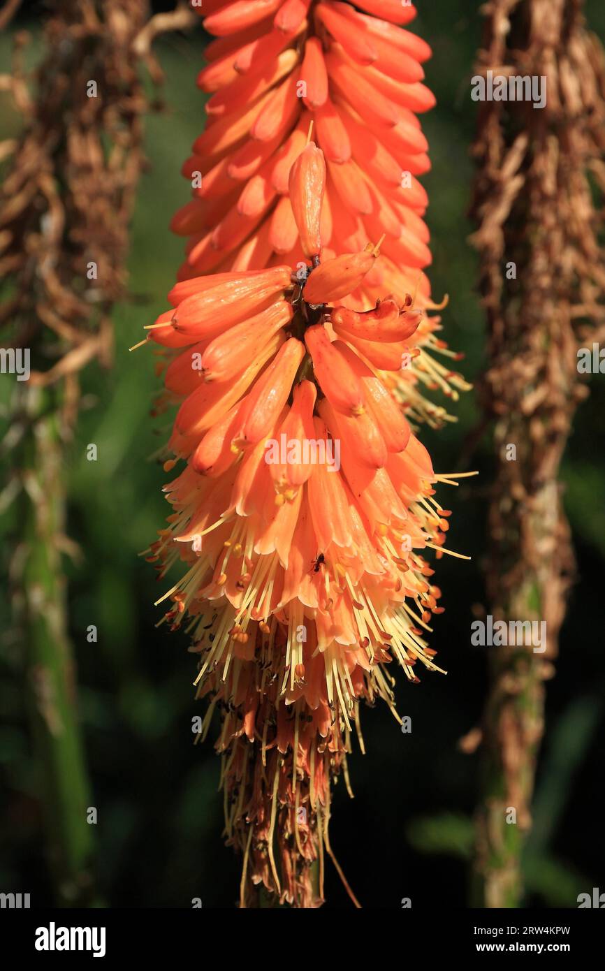 Torch flower hi-res stock photography and images - Alamy