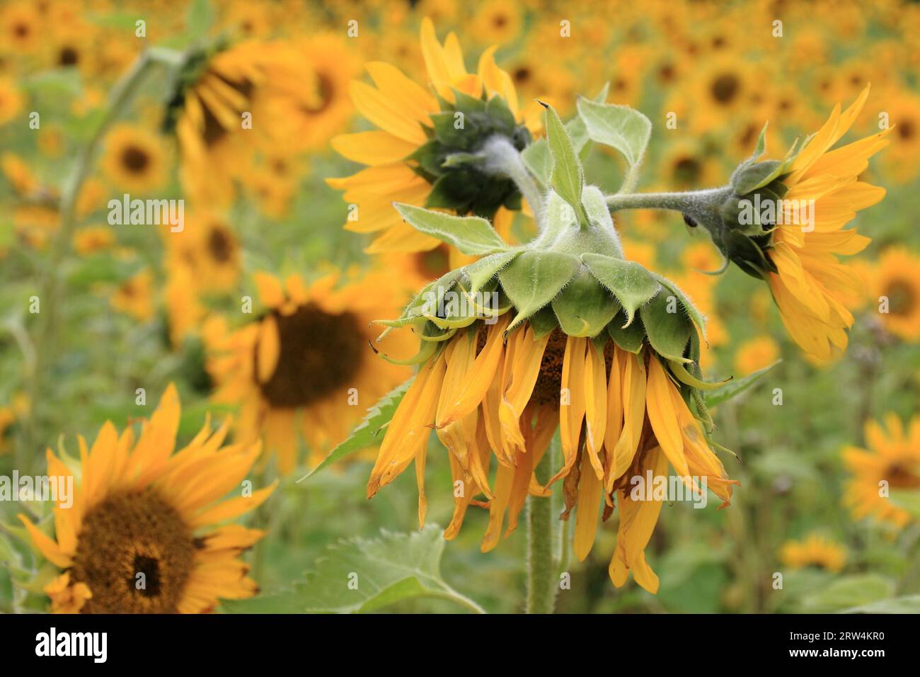 Sunflower field, taken with depth of field Stock Photo - Alamy