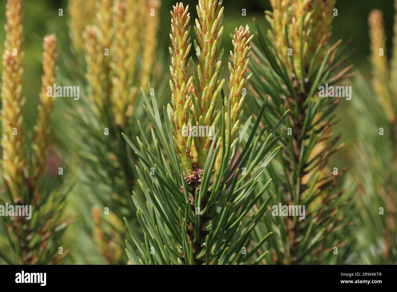 Pine species, photographed filling the format Stock Photo - Alamy