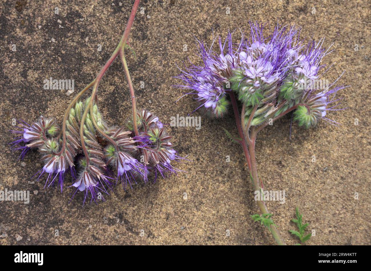 Two stalks of purple flowering (Phacelia) taken against each other ...