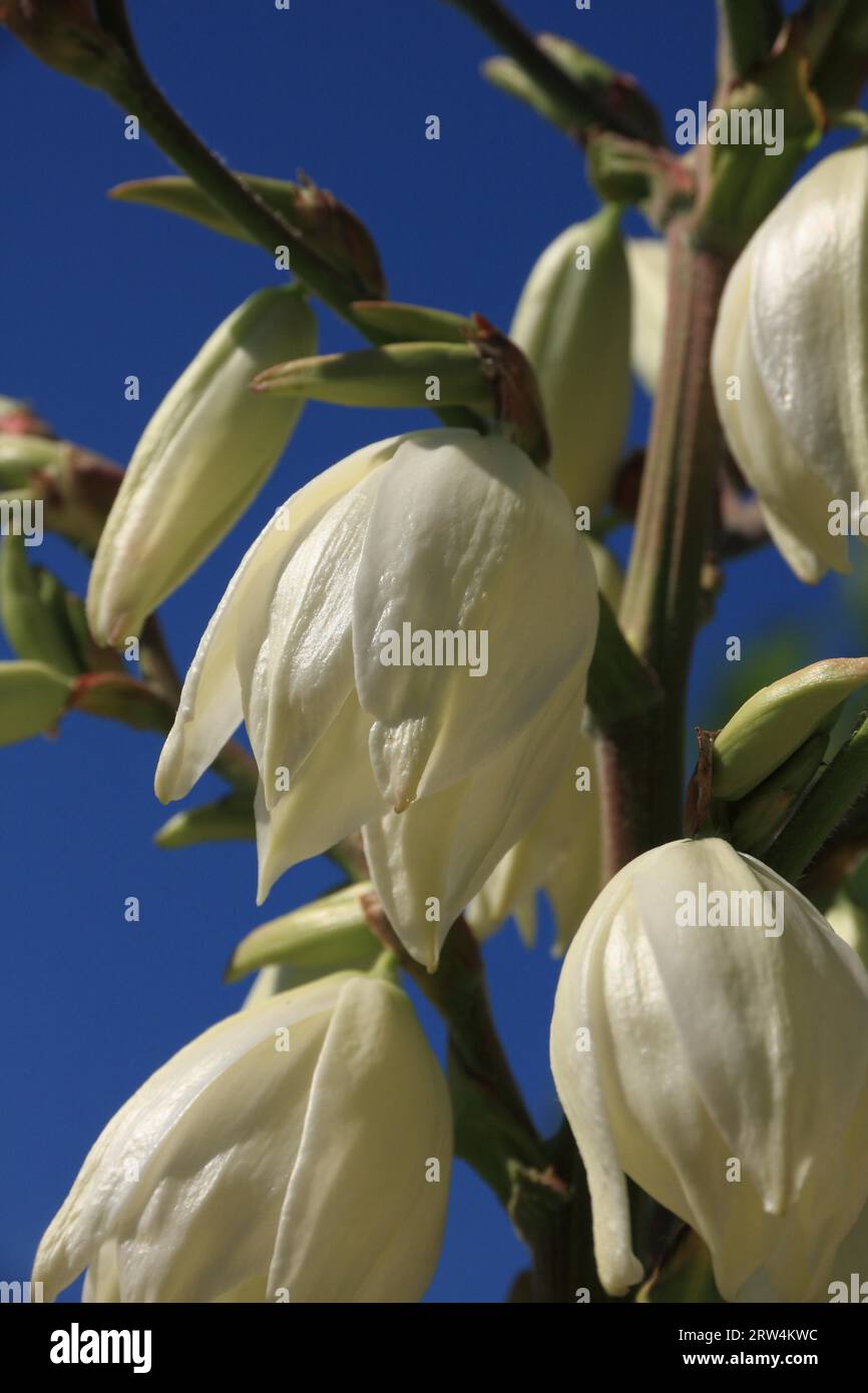 Flowering yucca, background blue sky, detail Stock Photo - Alamy
