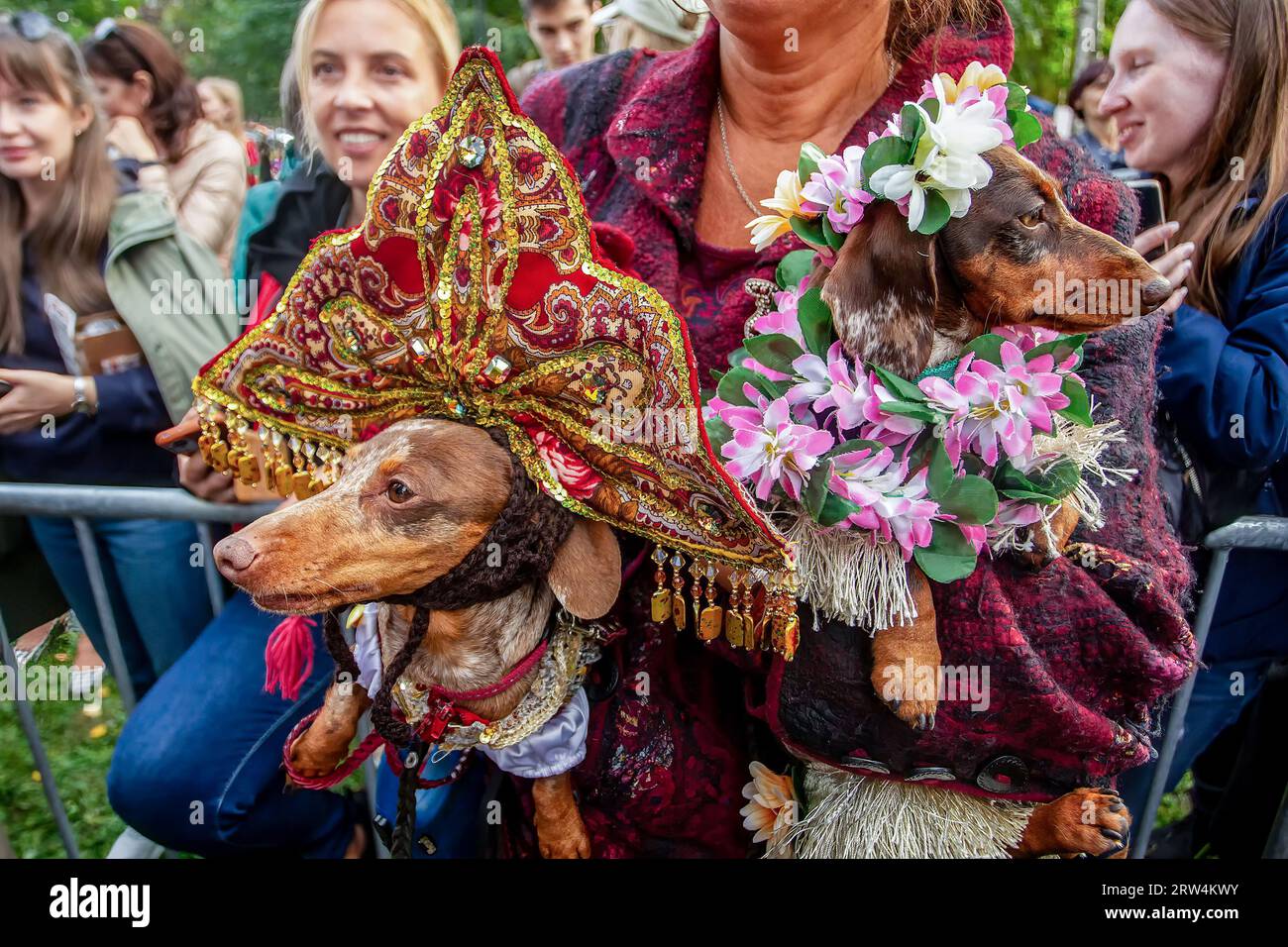 St. Petersburg, Russia. 16th Sep, 2023. A dachshund in a symbolic ...
