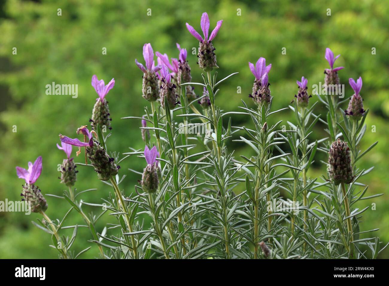 Purple flowering lavender, taken with depth of field, background forest ...