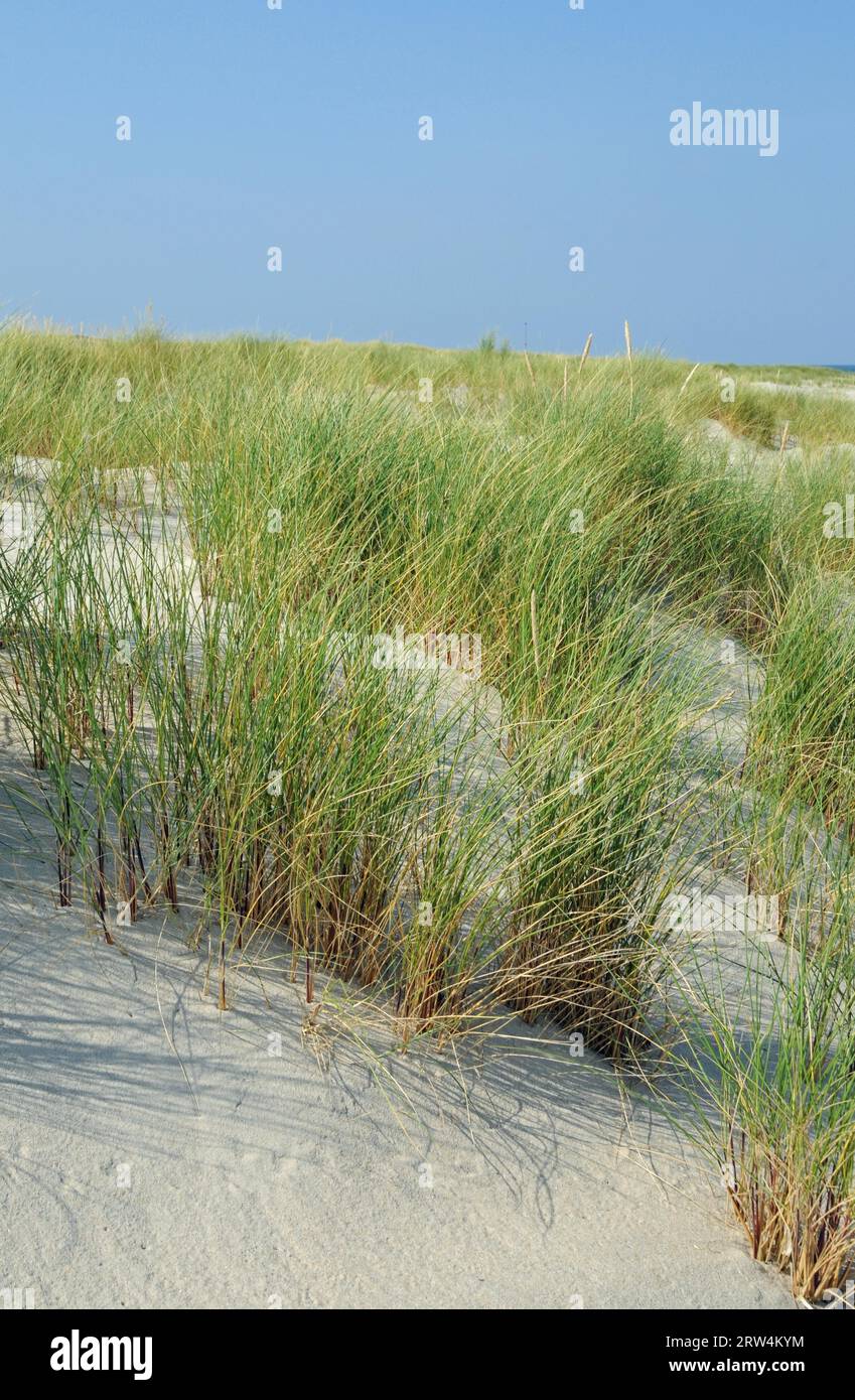 Beach grass as coastal protection Stock Photo - Alamy