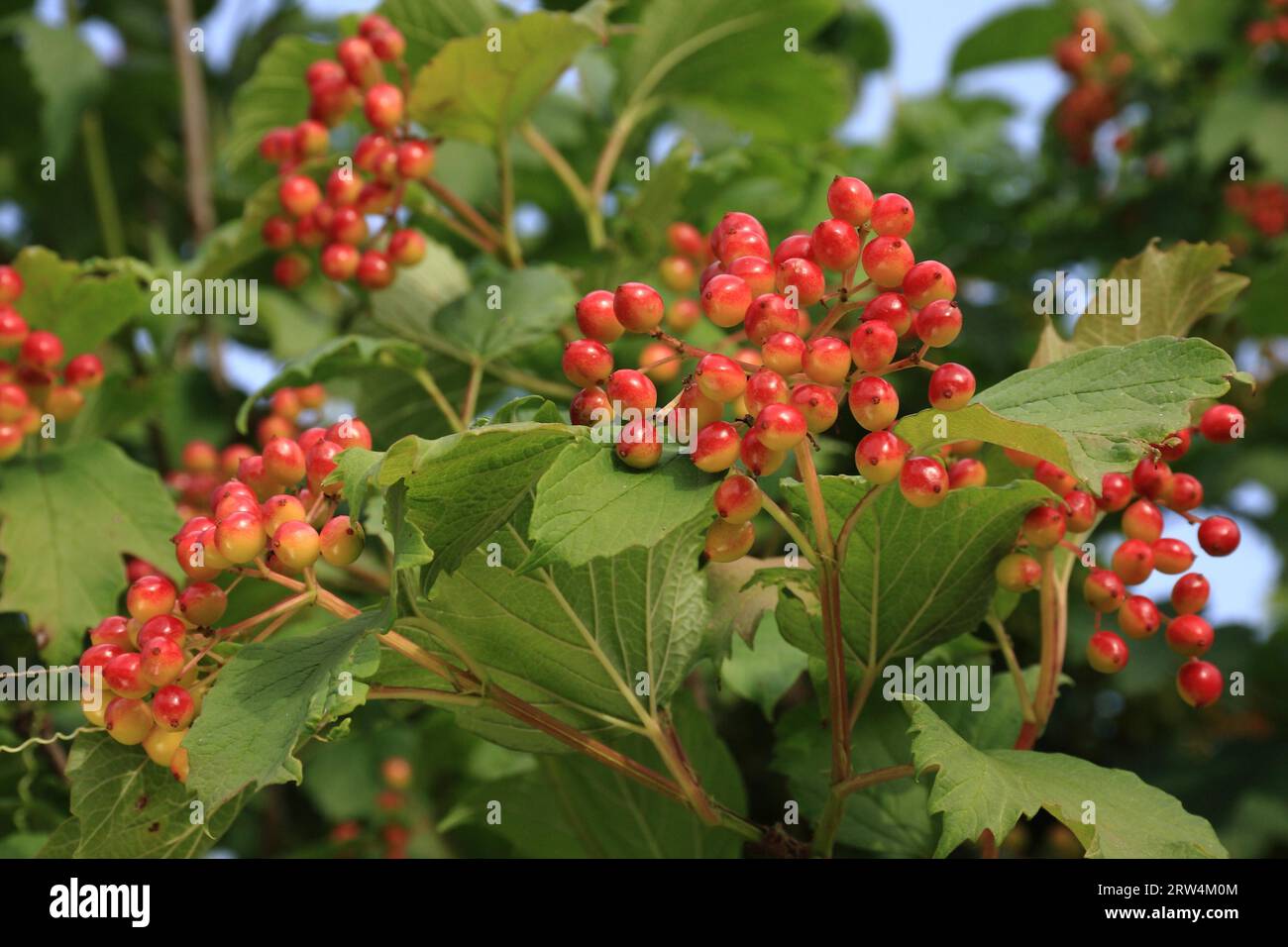 Common snowball hi-res stock photography and images - Alamy