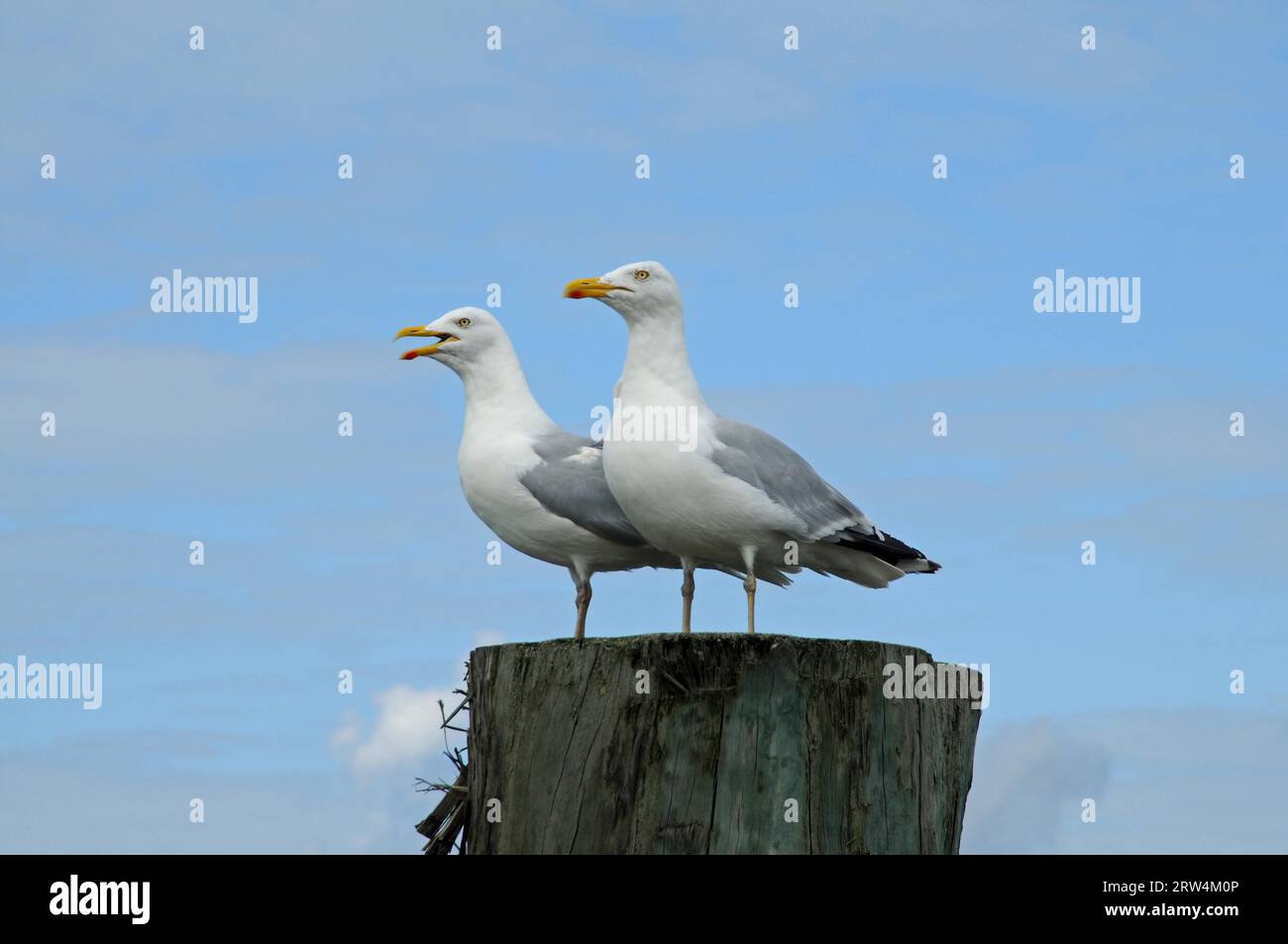 Dolphin seagulls hi-res stock photography and images - Alamy