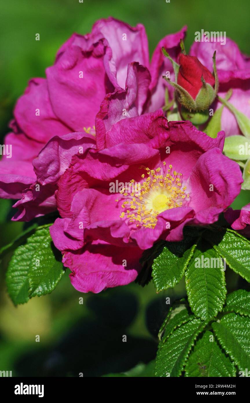 Sylt Roses on the North Sea Island Stock Photo - Alamy