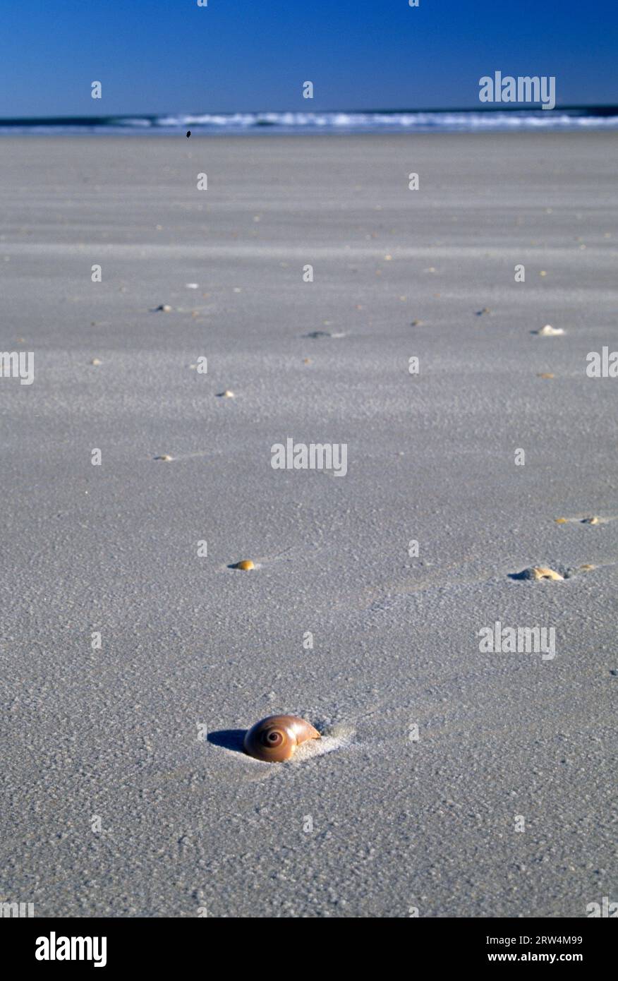 Moonshell on beach, Fort Matanzas National Monument, Florida Stock ...