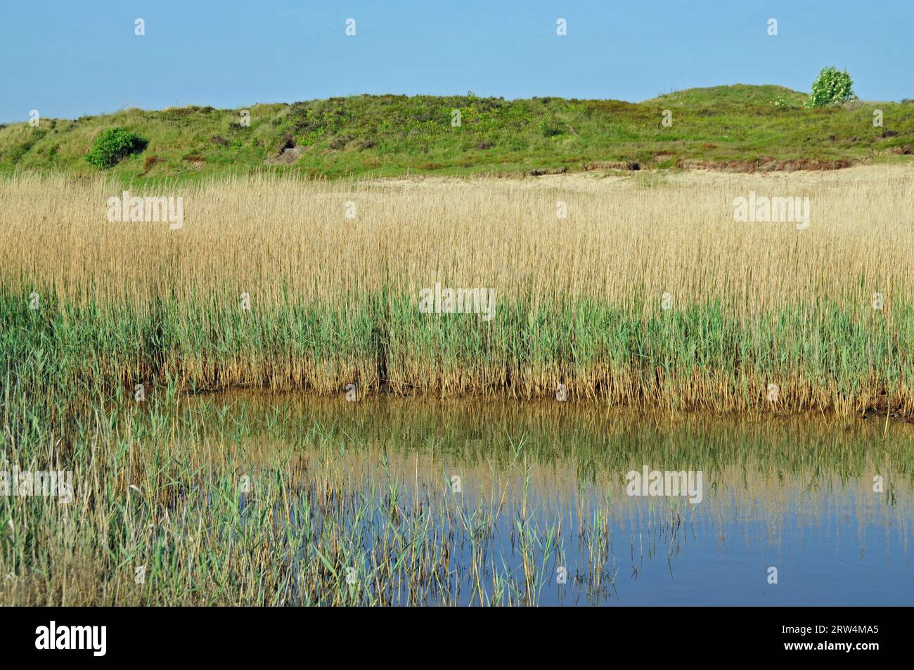 Reed in the shore area Stock Photo - Alamy