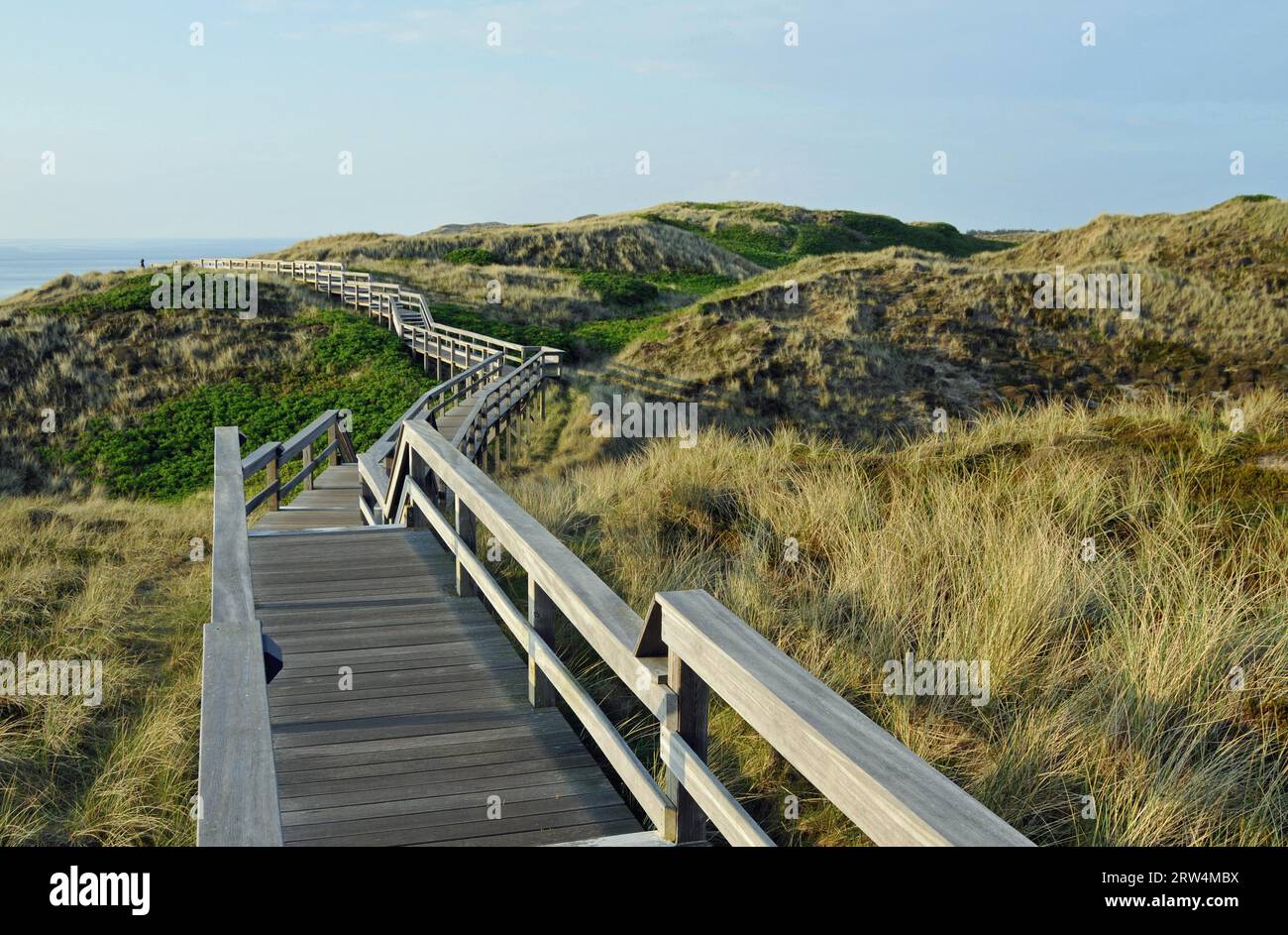 Wooden plank walkway through the dunes Stock Photo - Alamy