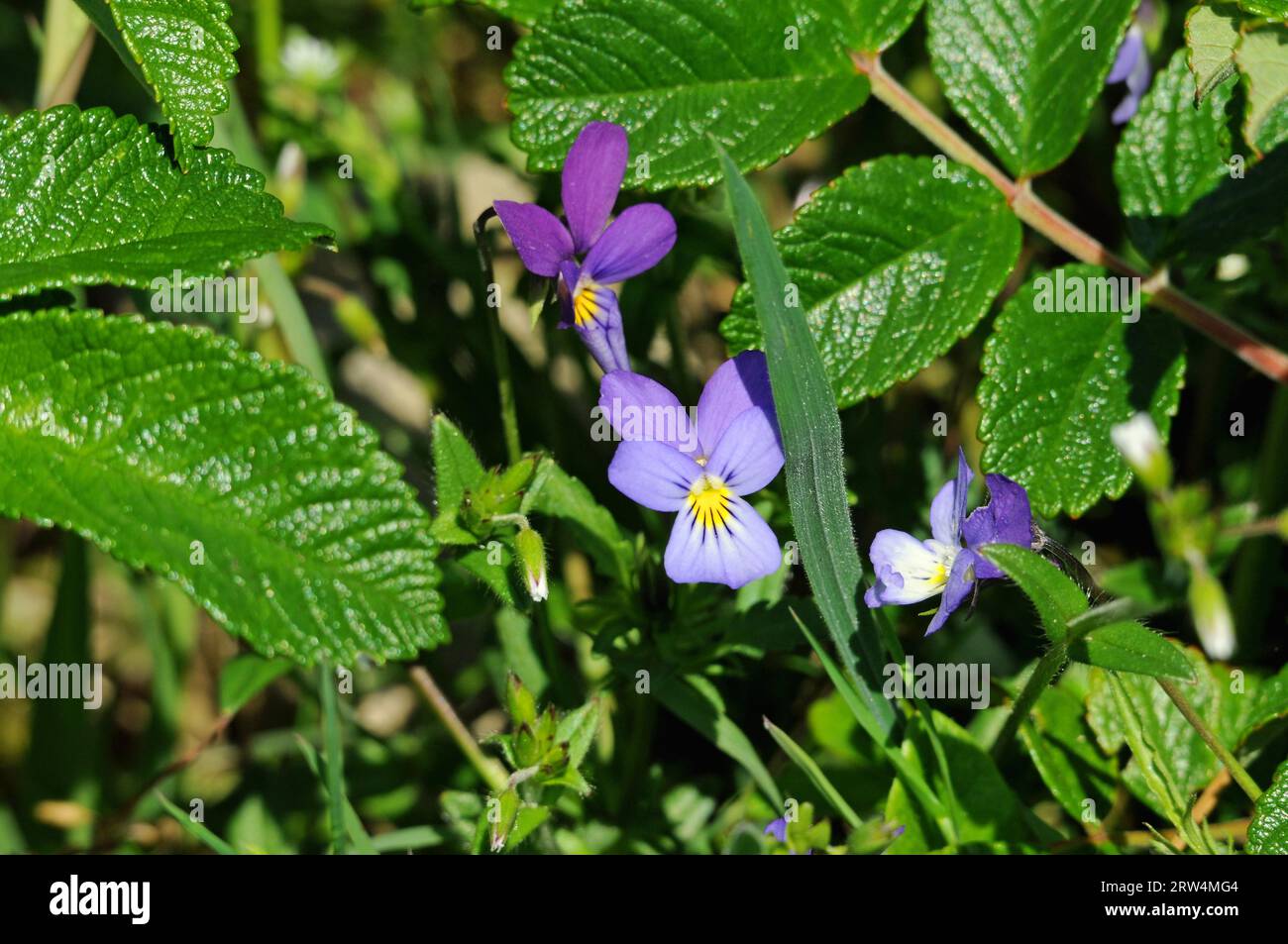Field violets on Sylt Stock Photo - Alamy