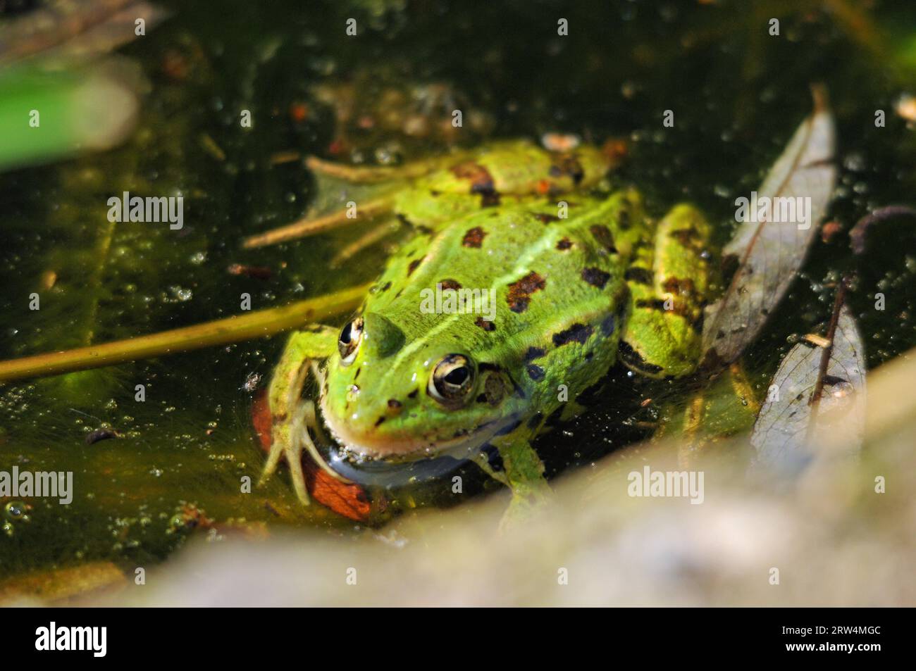 Water frog on the water surface Stock Photo - Alamy