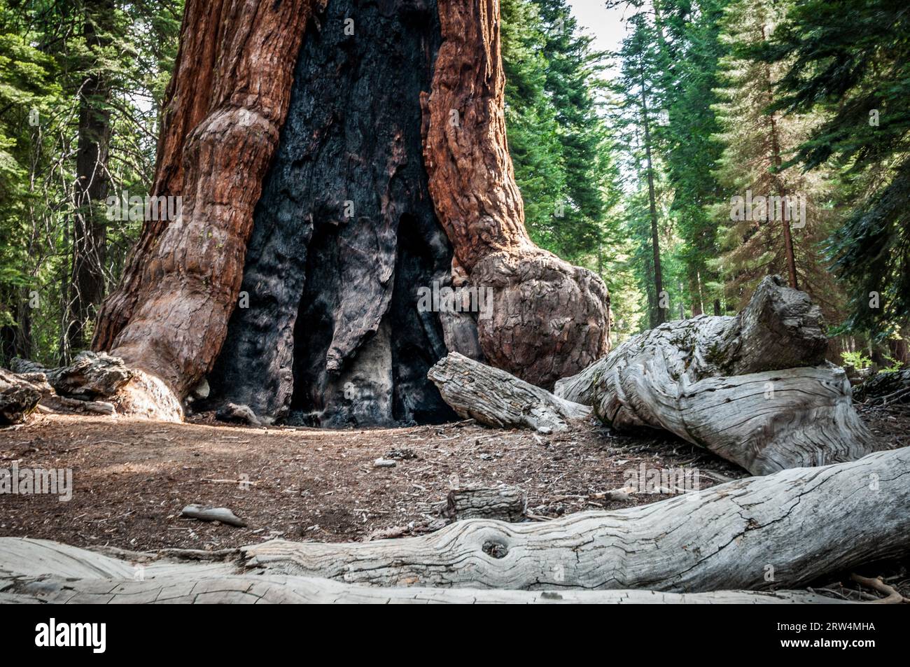 Yosemite big tree burned Stock Photo - Alamy