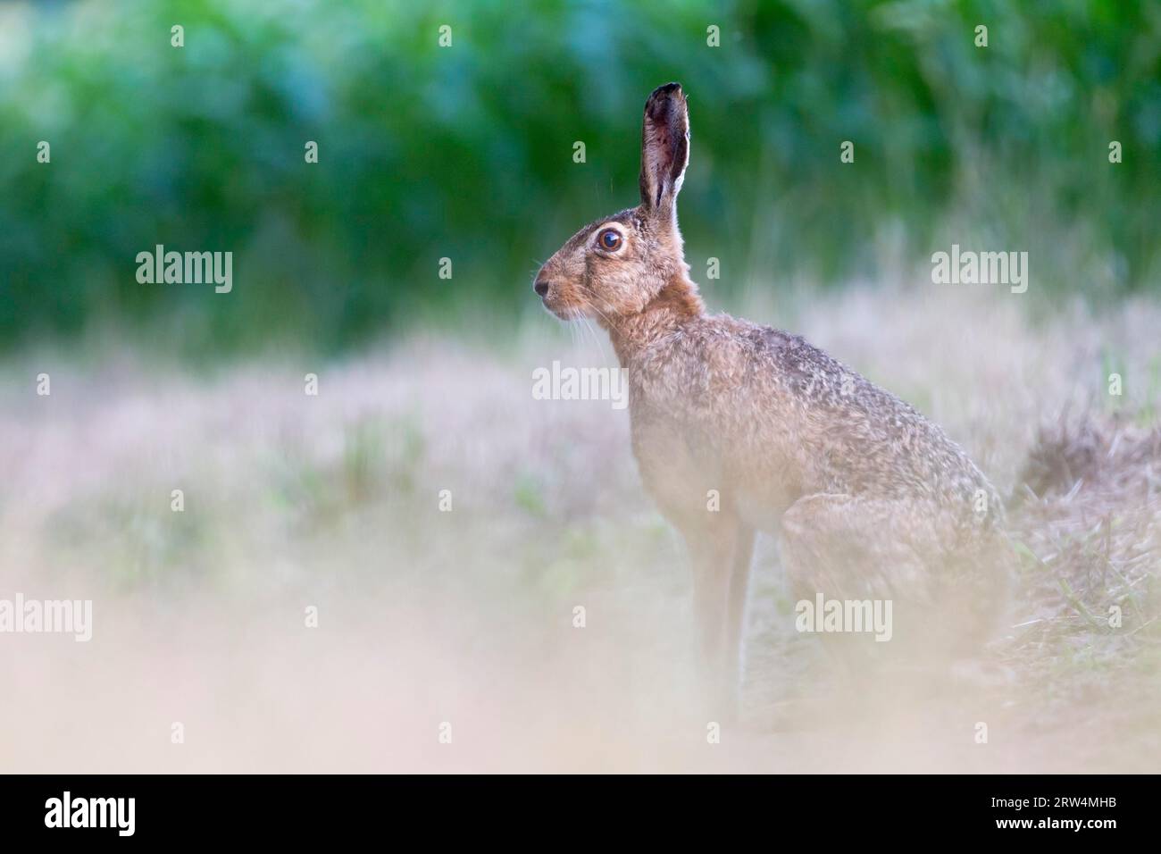 Third rodent hi-res stock photography and images - Alamy