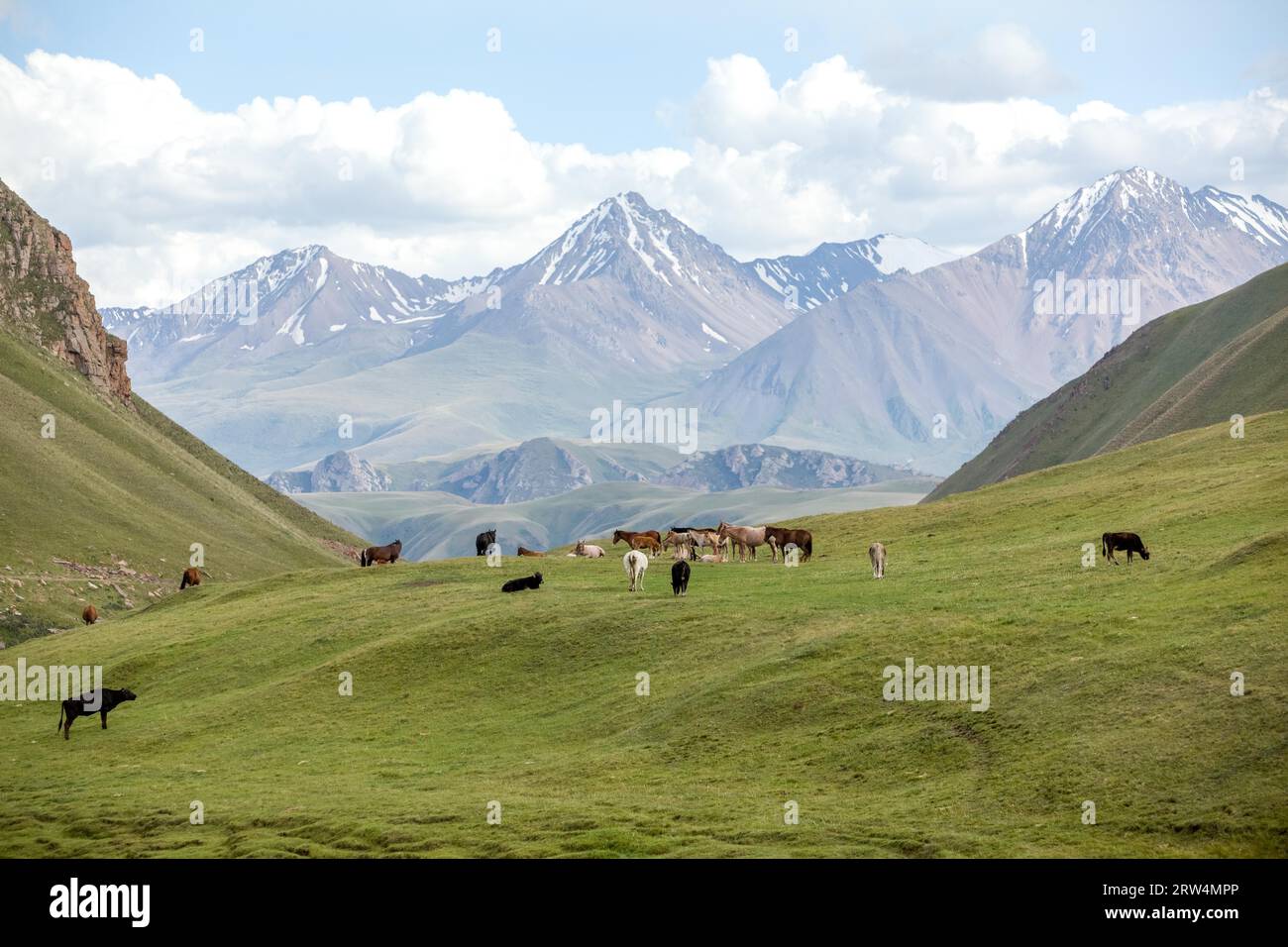 Group of farm animals pasturing in Tien Shan mountains, Kyrgyzstan ...