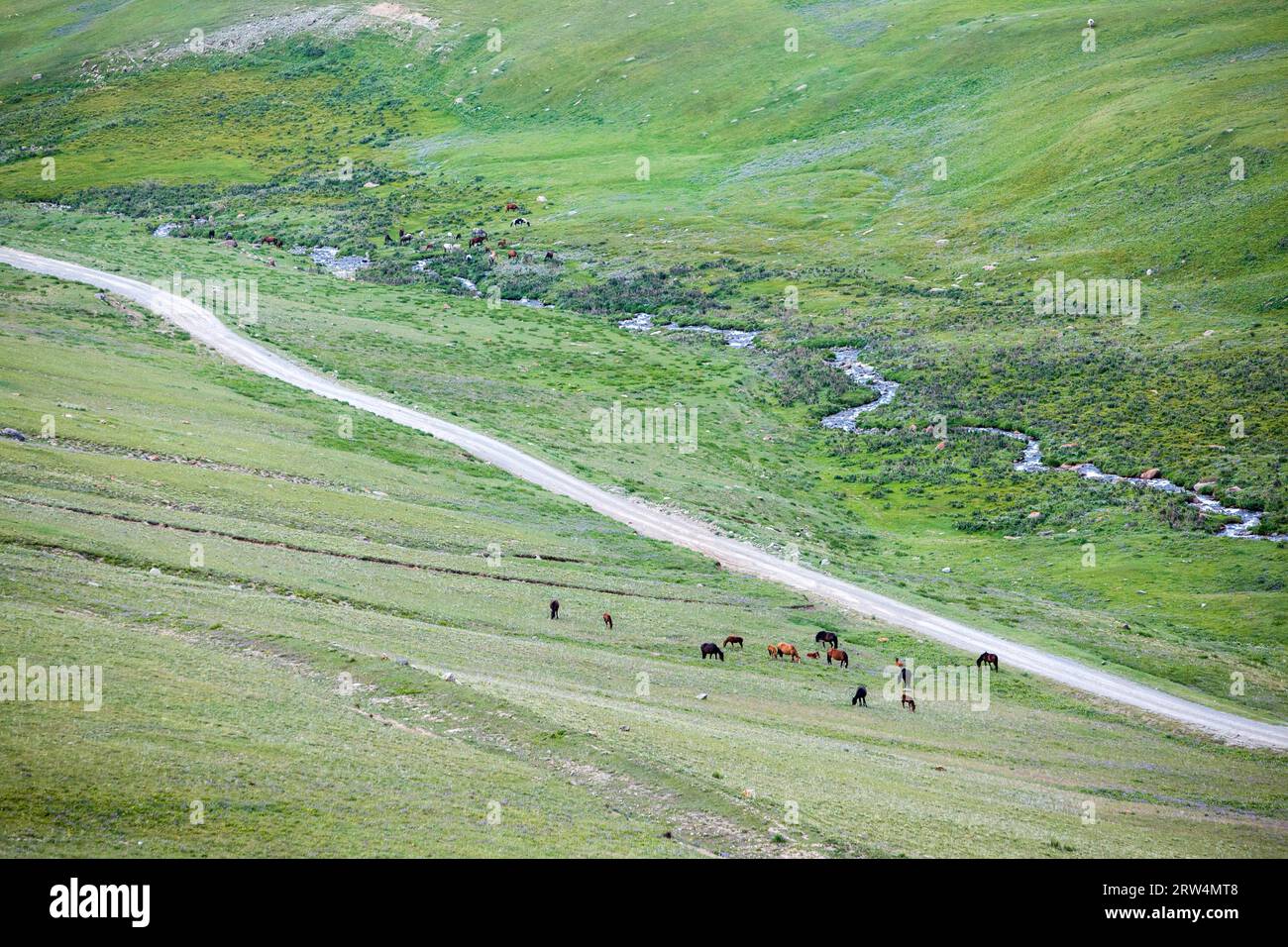 Two herds of horses, top view Stock Photo - Alamy