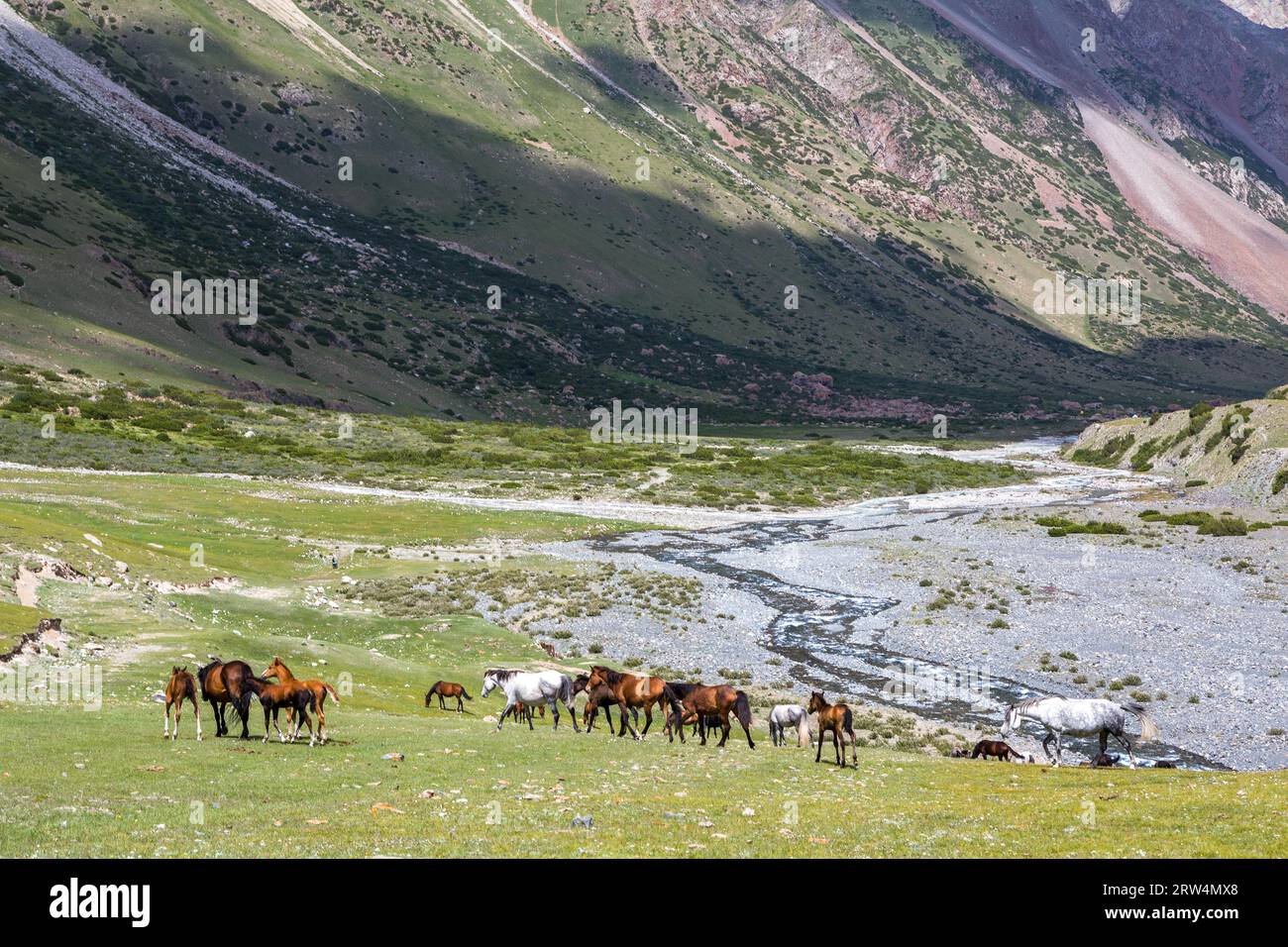 Herd of horses pasturing near mountain river, Tien Shan Stock Photo - Alamy