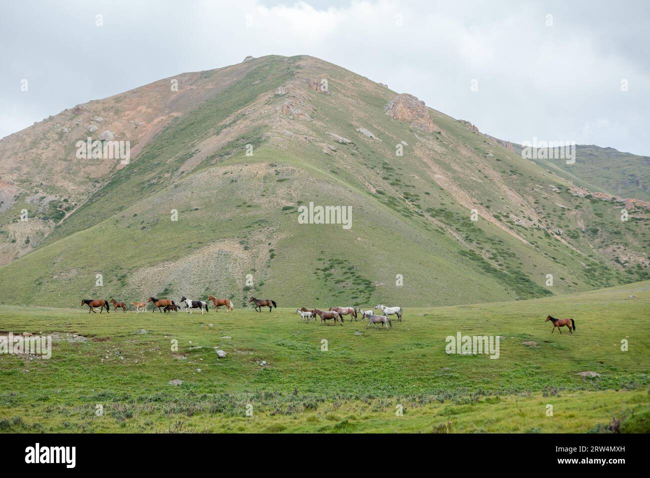 Group of horses going somewhere away Stock Photo - Alamy