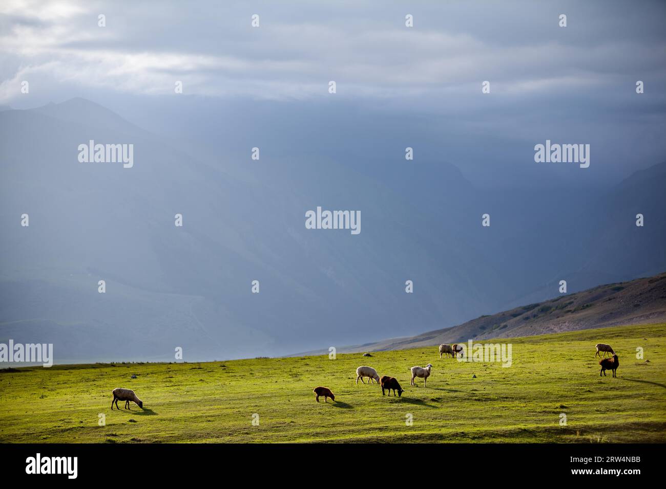 Flock of sheep pasturing in mountains. Tien Shan, Kyrgyzstan Stock ...