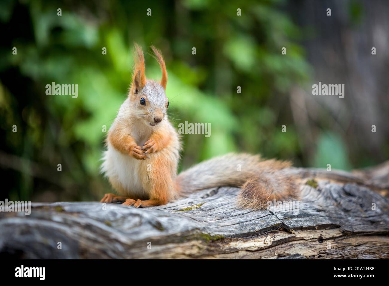 Animal looking sideways hi-res stock photography and images - Alamy