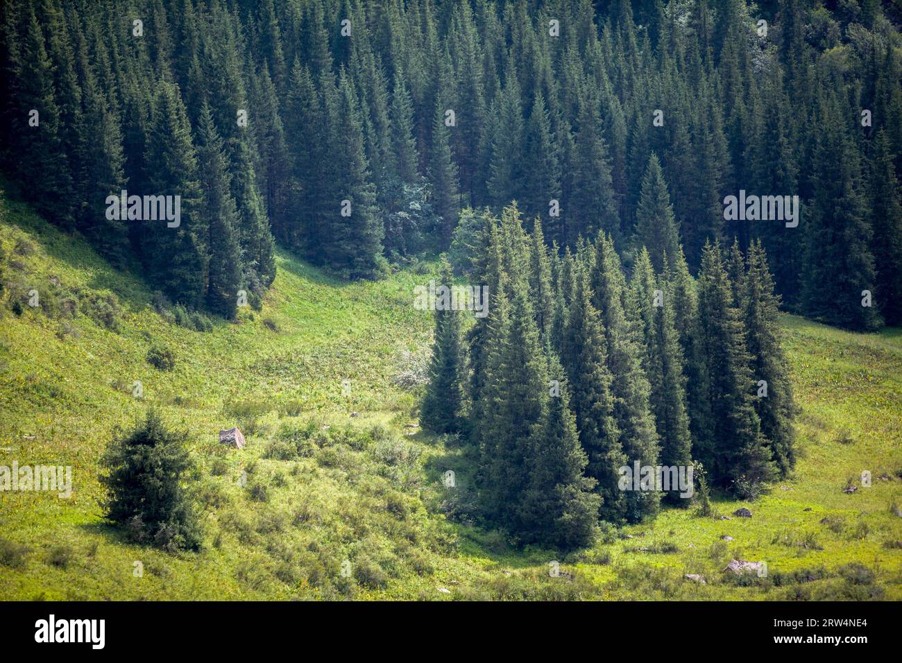 Fir tree forest. Tien Shan, Kyrgyzstan Stock Photo - Alamy