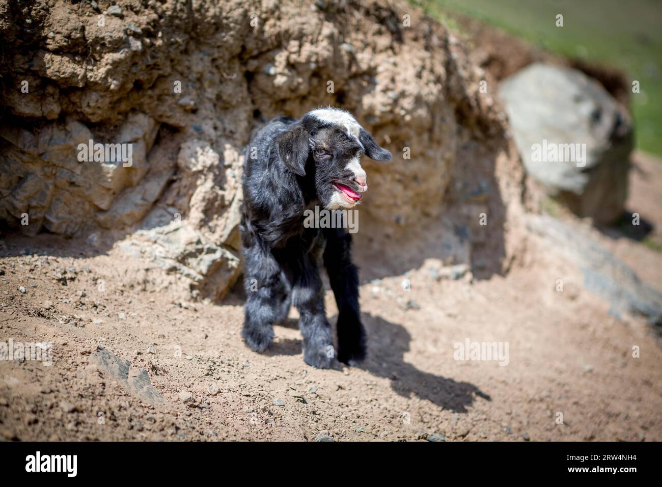 Bleating small goating Stock Photo - Alamy