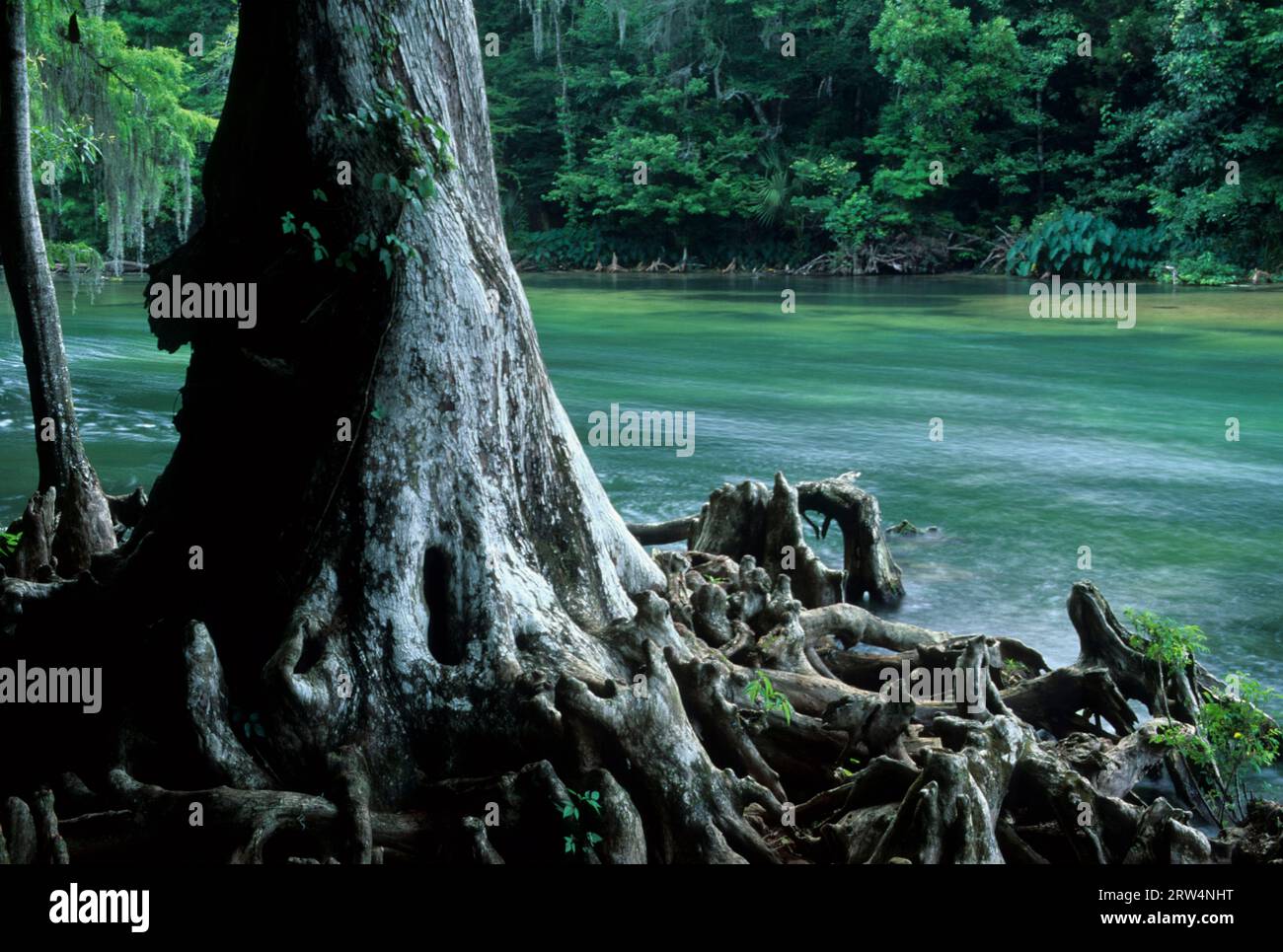 Spring Creek, Spring Creek Park, Florida Stock Photo - Alamy